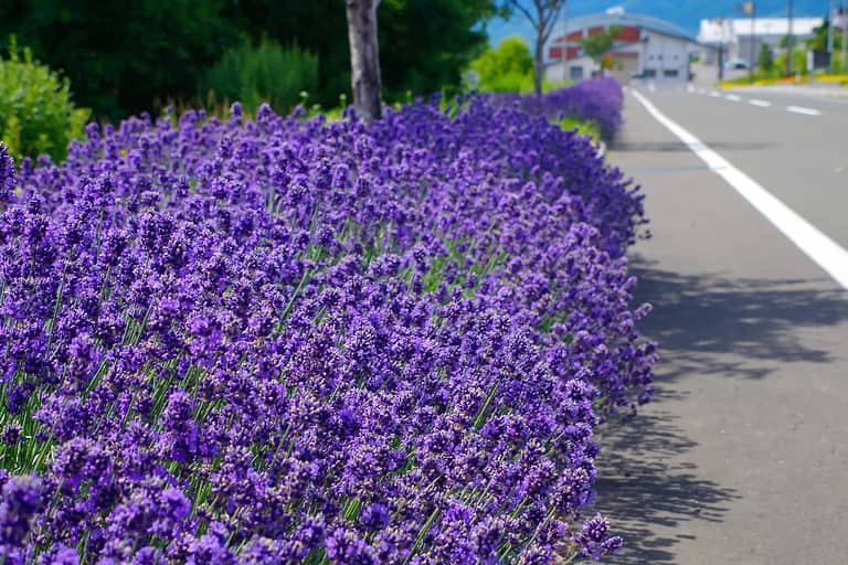 The Best Perennial Flowers for New Mexico: 11 Options for a Gorgeous ...