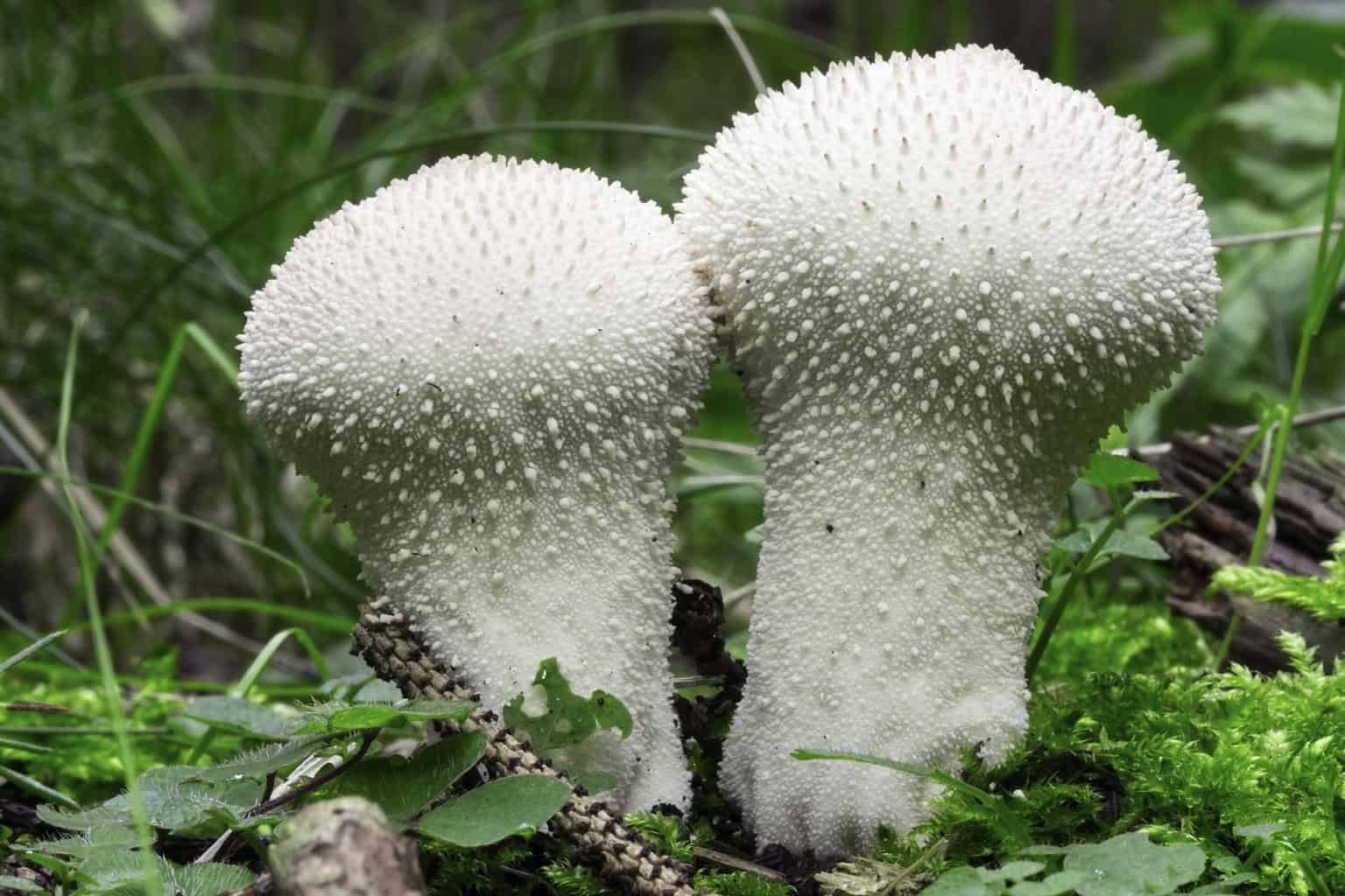 How to Grow Puffball Mushrooms - A-Z Animals