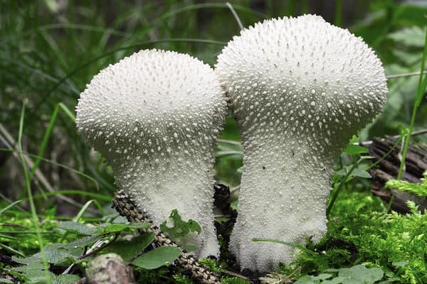 Discover 22 Amazing Types of Rare Mushrooms - A-Z Animals