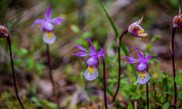 11 Native Plants in Washington - A-Z Animals
