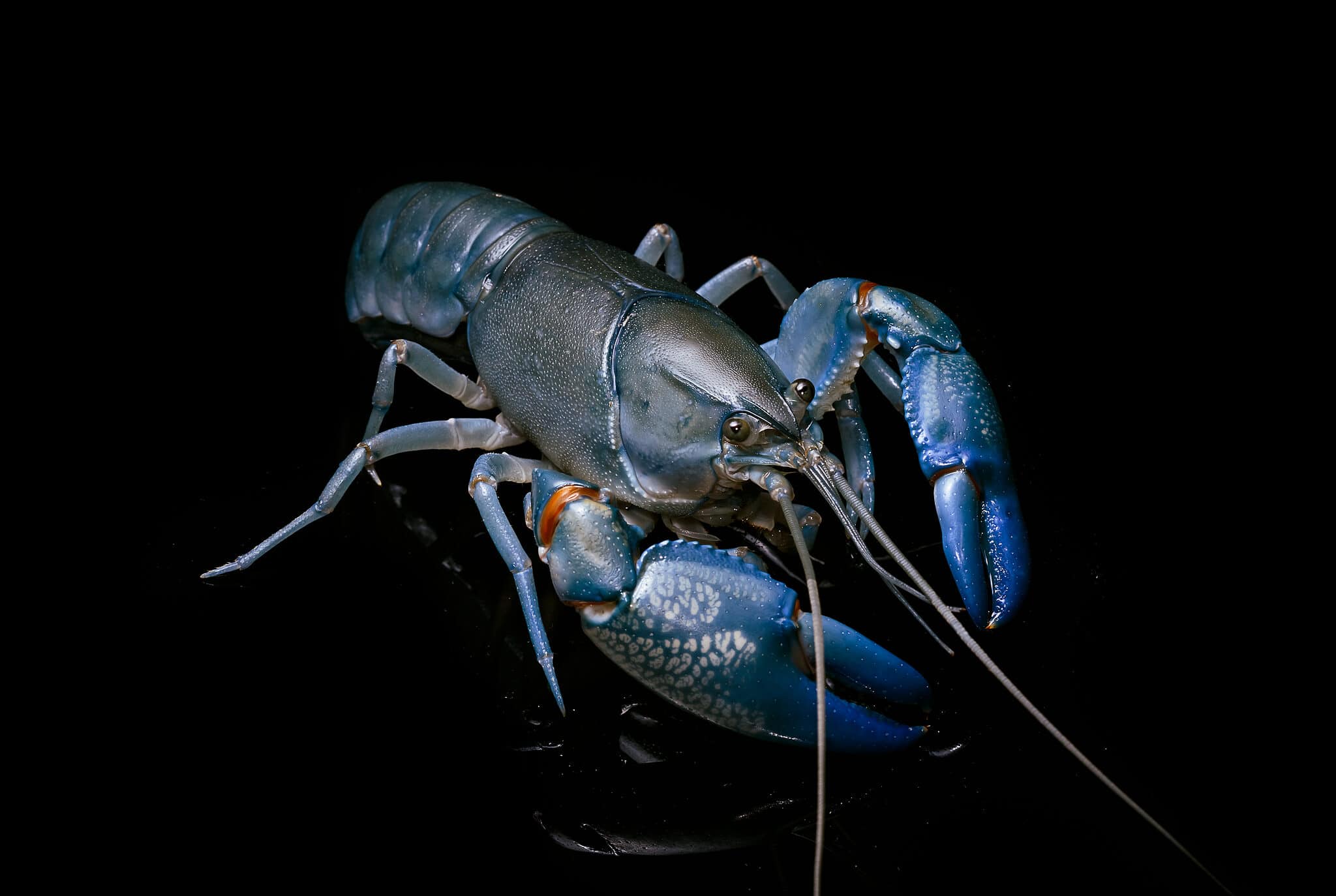 Yabby Animal Facts - Cherax destructor - A-Z Animals