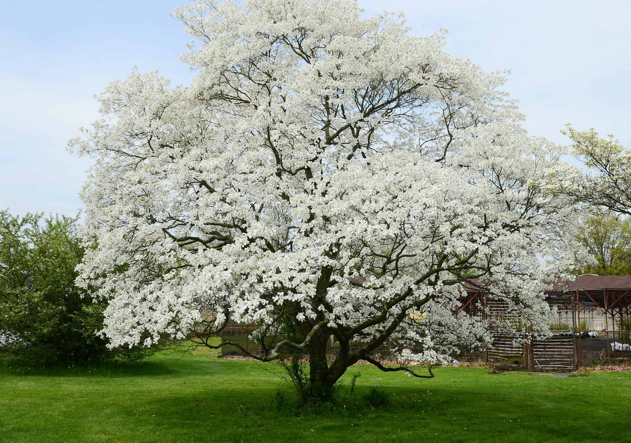 11 Beautiful Flowering Trees Found In Oregon | The Ashland Chronicle-Oregon