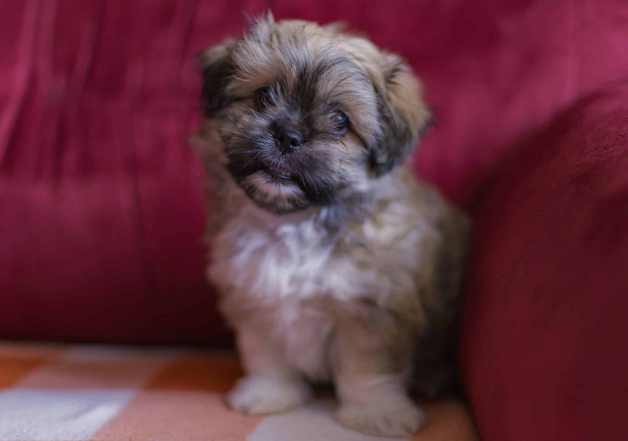 Pekingese Progression: Growth Chart, Milestones, and Training Tips - A ...