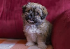 Pekingese Progression: Growth Chart, Milestones, and Training Tips - A ...