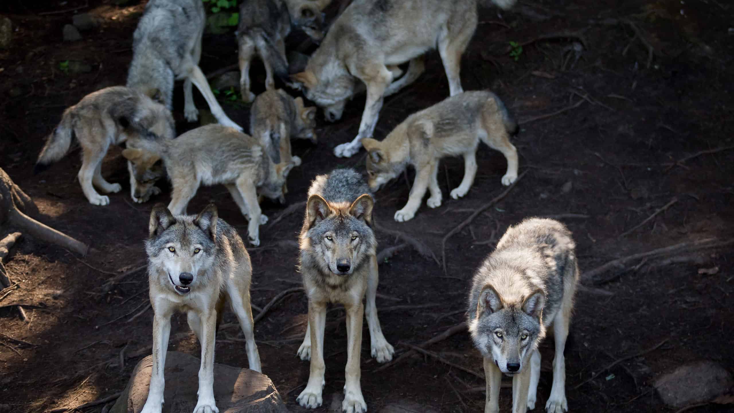 These Animals Prefer Teamwork Over Going Solo - A-Z Animals