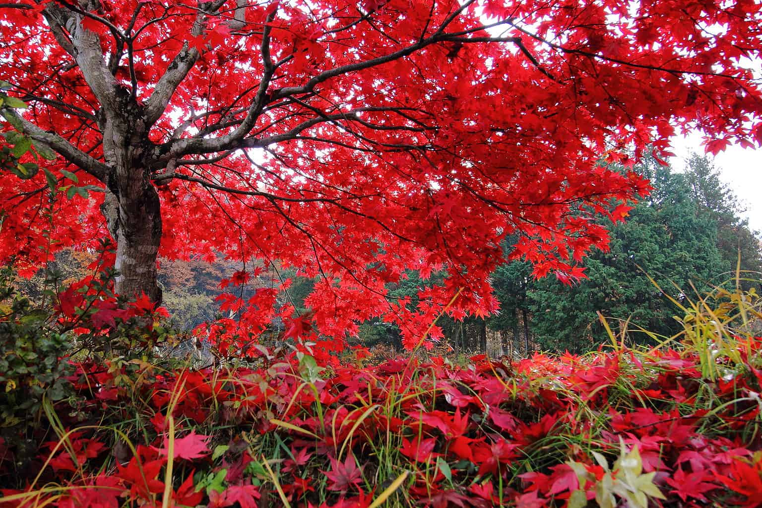 9 Massive Trees Native To Canada - A-Z Animals