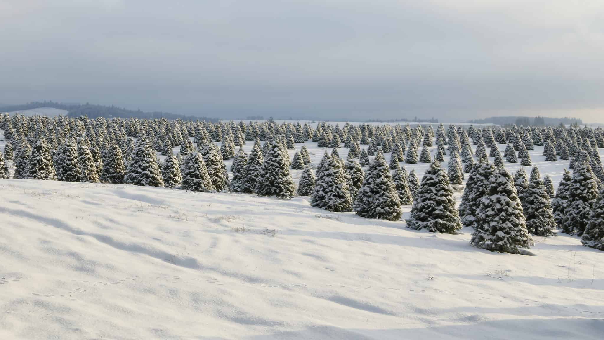 Discover the 10 States that Get the Most December Snow - A-Z Animals