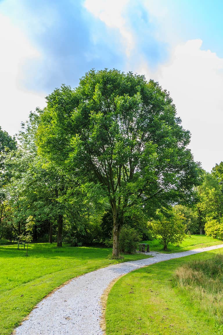 9 Beautiful Trees Native to Wyoming - A-Z Animals