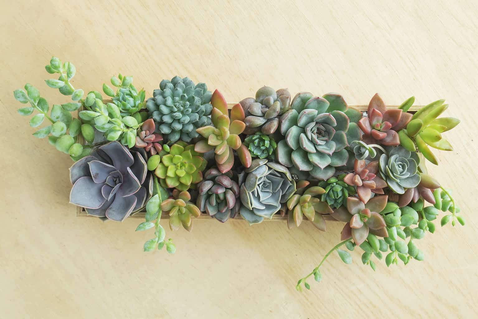 Echeveria Succulent 101 - A-Z Animals