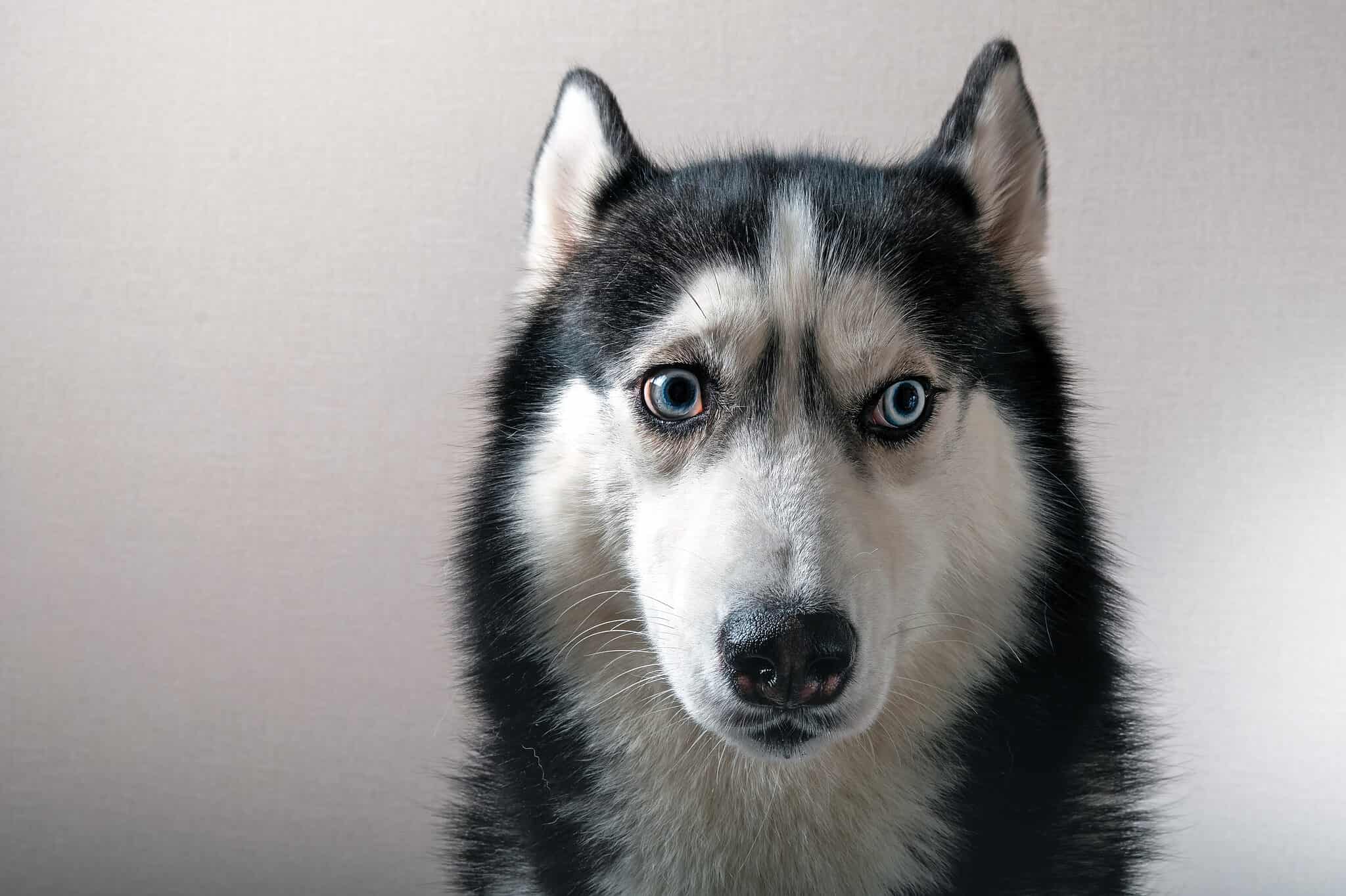 Alusky Dog Breed Complete Guide - A-Z Animals