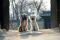 Sapsali Animal Facts - Canis lupus familiaris - A-Z Animals