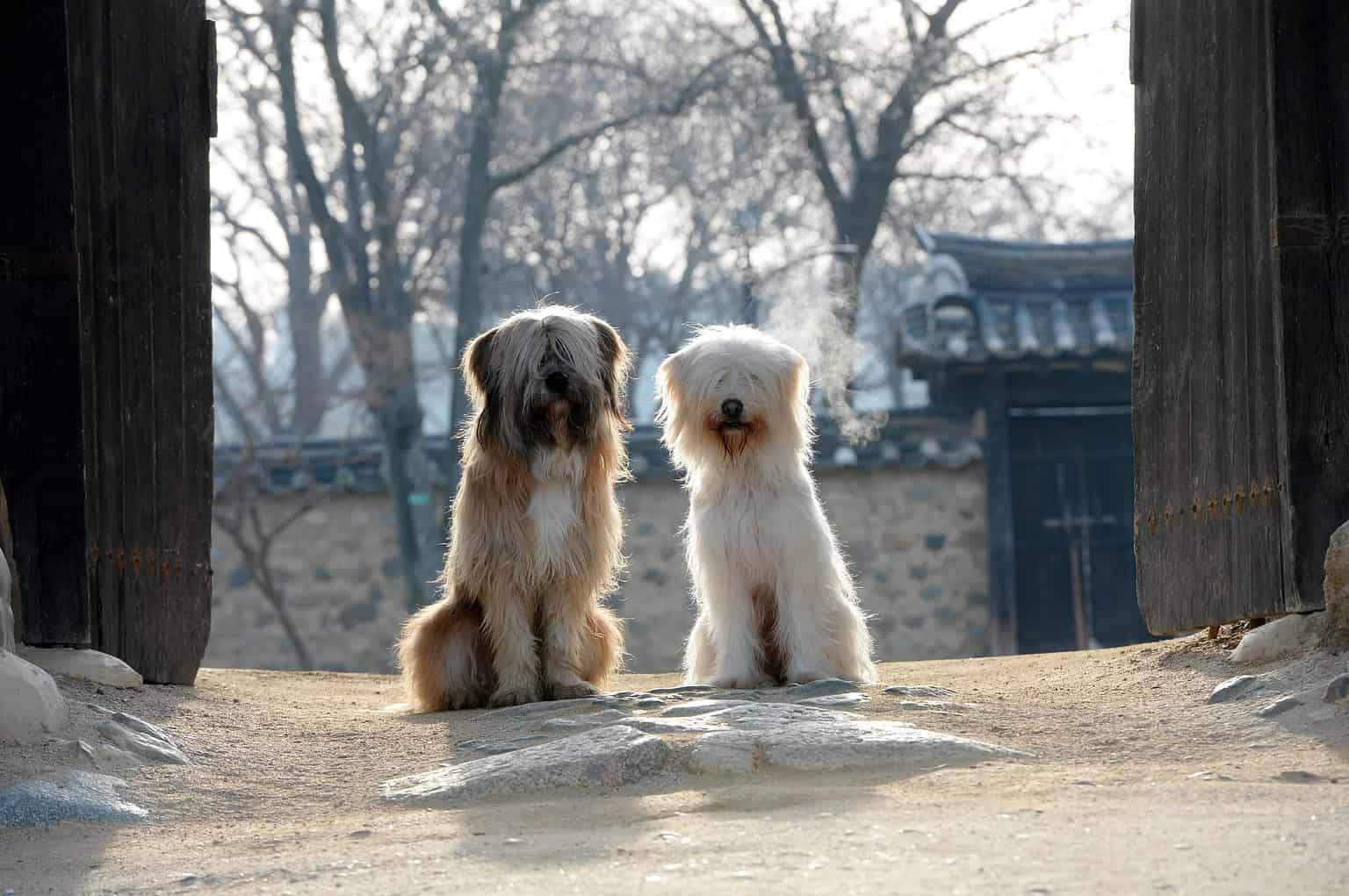 Sapsali Animal Facts - Canis lupus familiaris - A-Z Animals