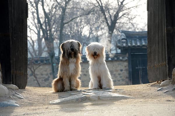 Sapsali Animal Facts - Canis lupus familiaris - A-Z Animals