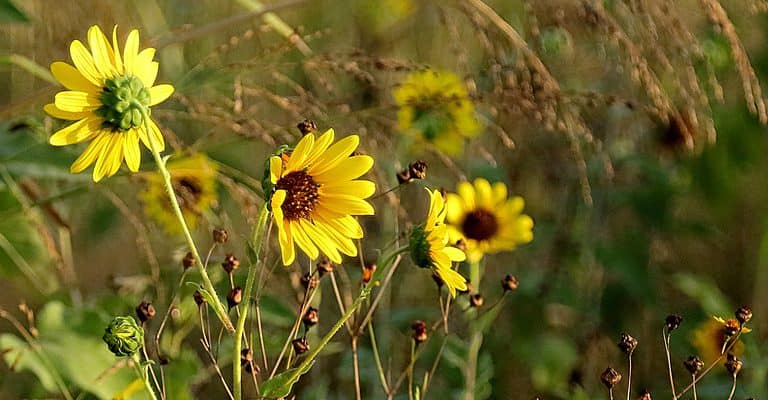 The 6 Best Perennial Sunflowers That Come Back Every Year - A-Z Animals