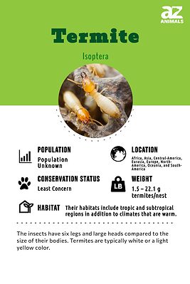 Termite Animal Facts - Isoptera - A-Z Animals