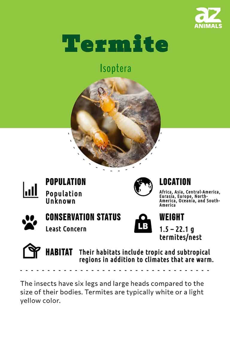 Termite Insect Facts - Isoptera - A-Z Animals