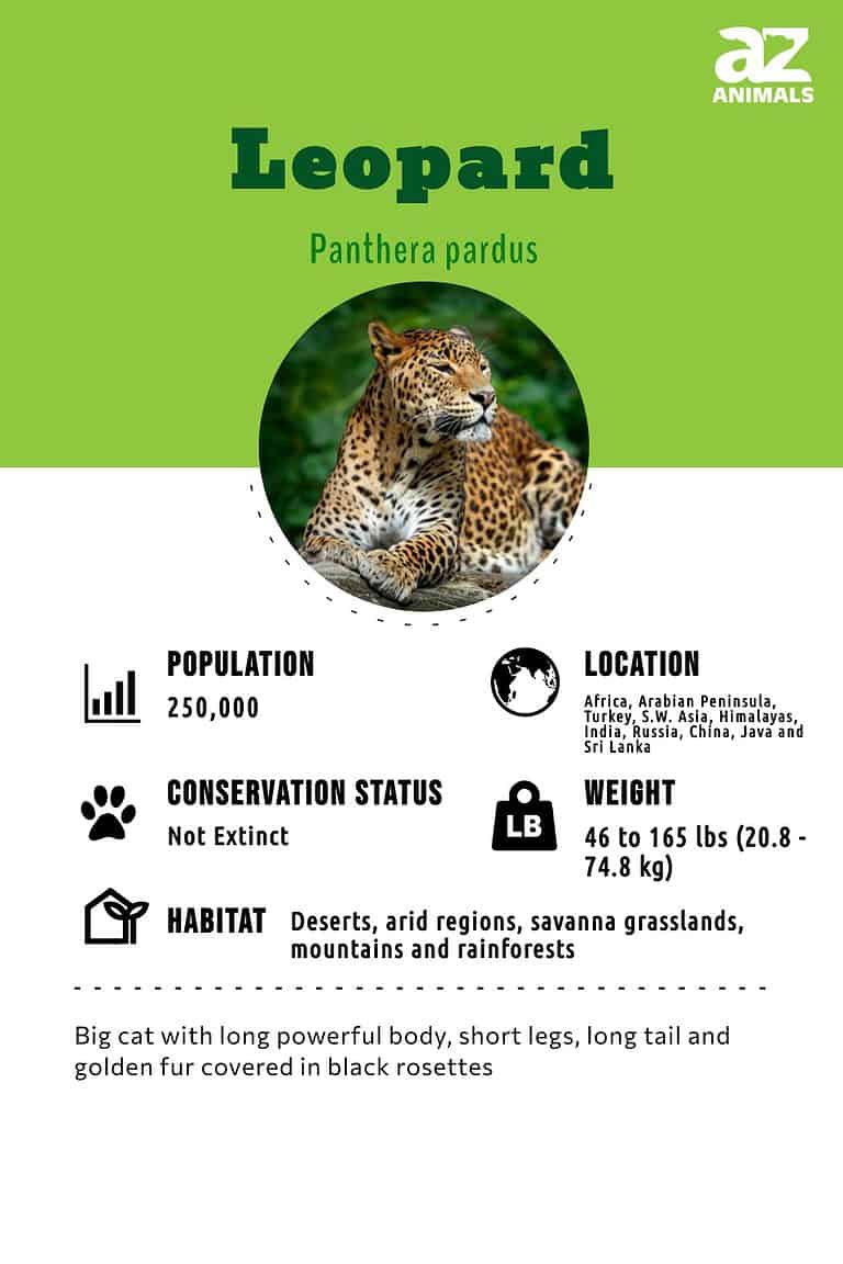 Leopard Animal Facts - Panthera pardus - A-Z Animals