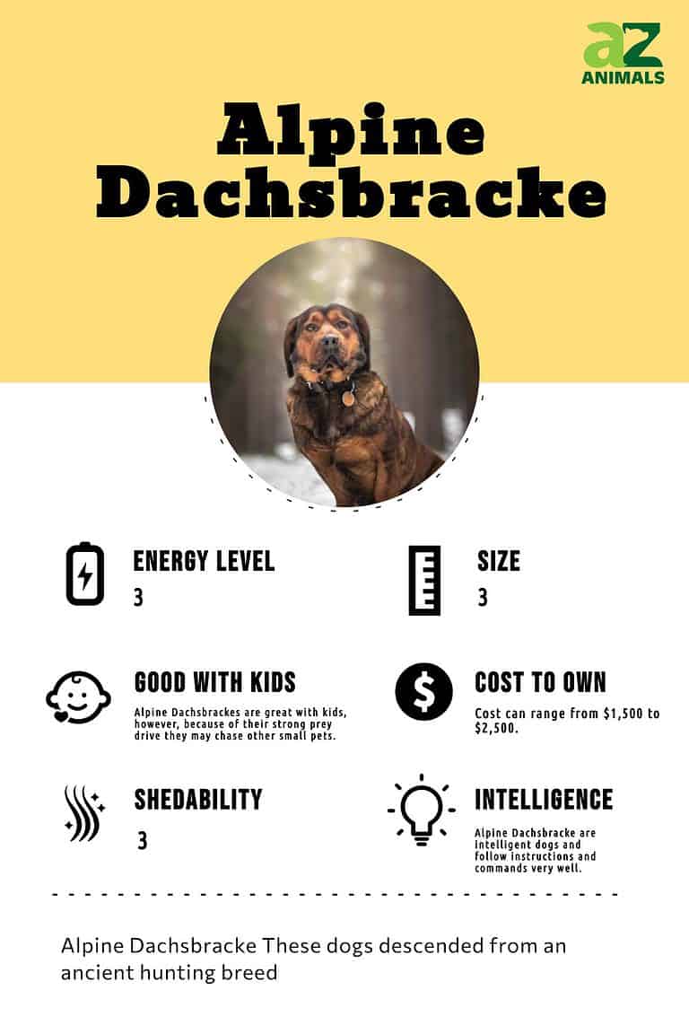 Alpine Dachsbracke Dog Breed Complete Guide - A-Z Animals