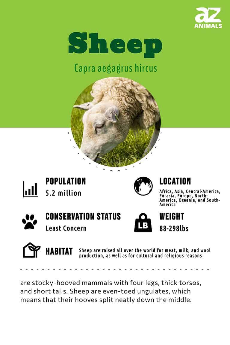 Sheep Animal Facts - Ovis aries - A-Z Animals