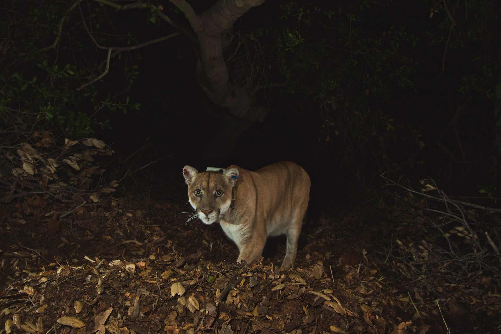 These Animals Have the Absolute Spookiest Traits - A-Z Animals