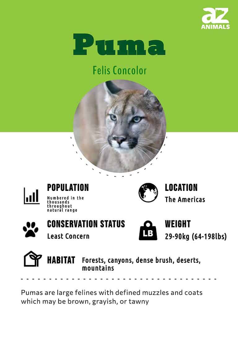 Puma Animal Facts - Felis concolor - A-Z Animals
