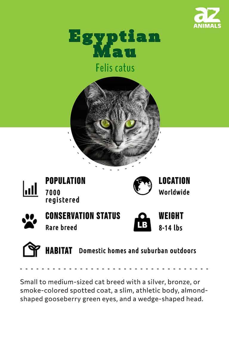 Egyptian Mau Cat Breed Complete Guide - A-Z Animals