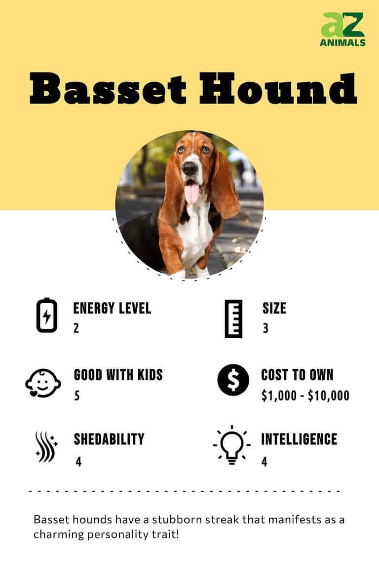 Basset Hound Dog Breed Complete Guide - A-Z Animals