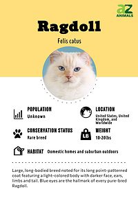 Ragdoll Cat Breed Complete Guide - A-Z Animals