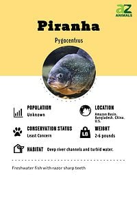 Piranha Fish Facts - A-Z Animals