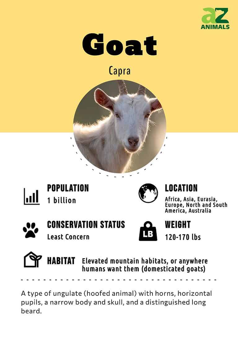 Goat Animal Facts - A-Z Animals