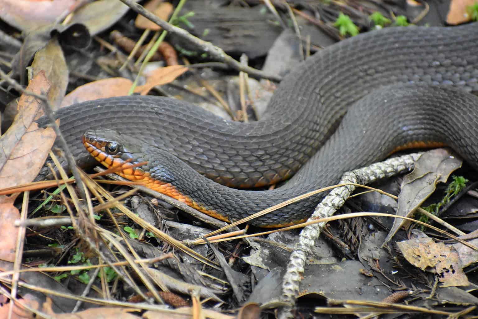 Red-Bellied Water Snake: Are They Dangerous and Where Do They Live? - A ...