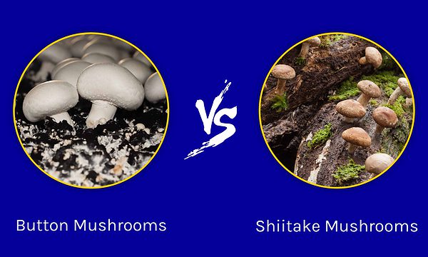 Button Mushrooms vs. Shiitake Mushrooms - A-Z Animals