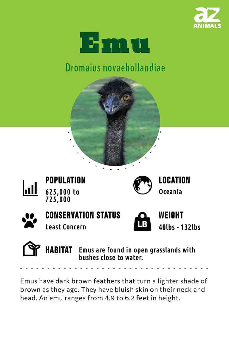 Emu Bird Facts - Dromaius novaehollandiae - A-Z Animals