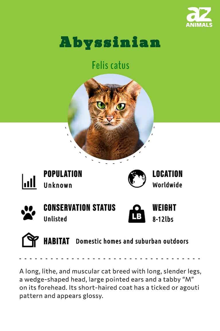 Abyssinian Cat Breed Complete Guide - A-Z Animals