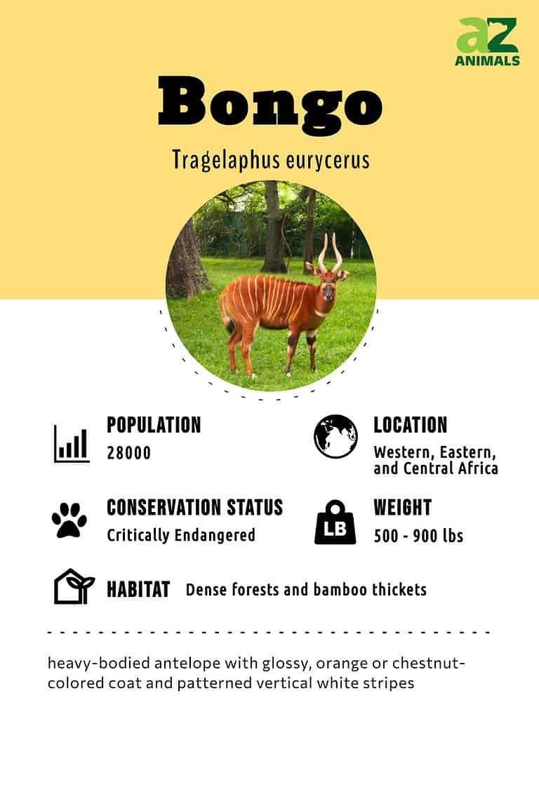 Bongo Animal Facts - Tragelaphus eurycerus - A-Z Animals
