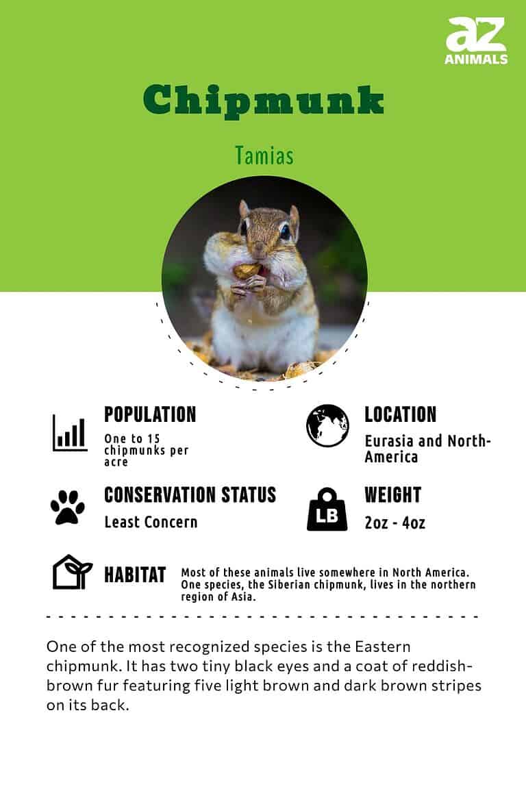 Chipmunk Animal Facts - A-Z Animals