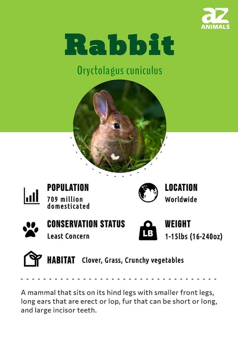 Rabbit Animal Facts - Oryctolagus cuniculus - A-Z Animals