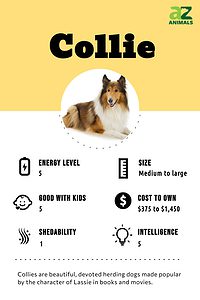 Collie Dog Breed Complete Guide - A-Z Animals