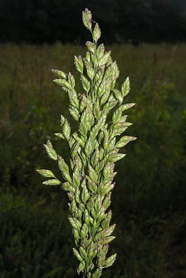 8 Native Plants in Rhode Island - A-Z Animals