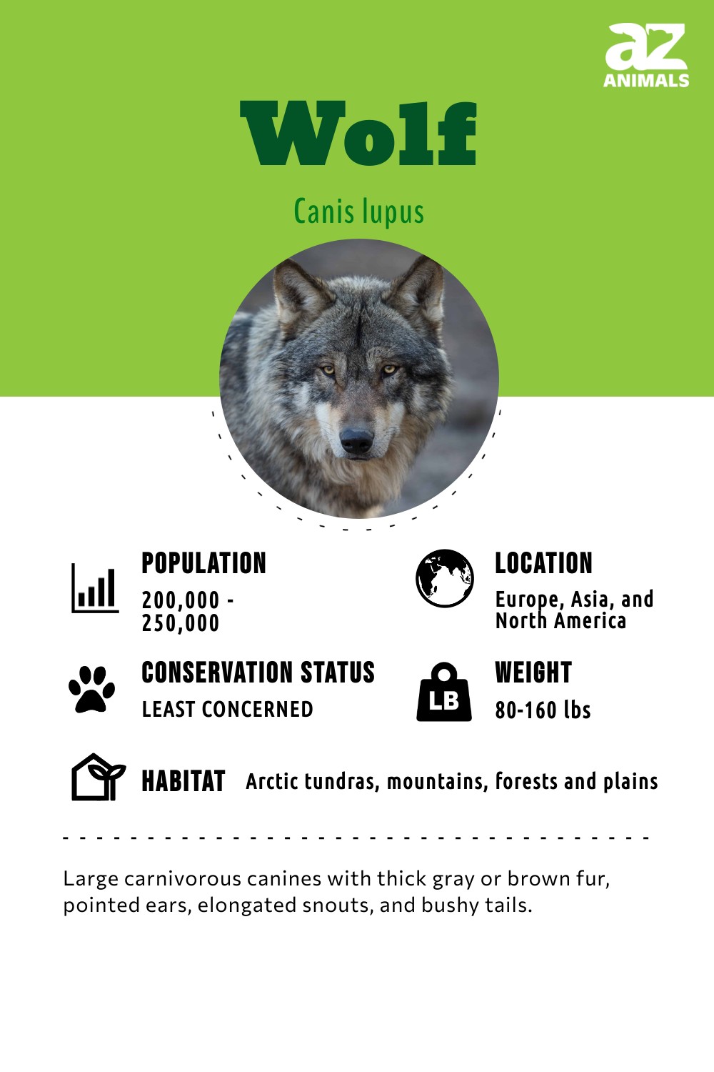 Wolf Animal Facts - Canis lupus - A-Z Animals