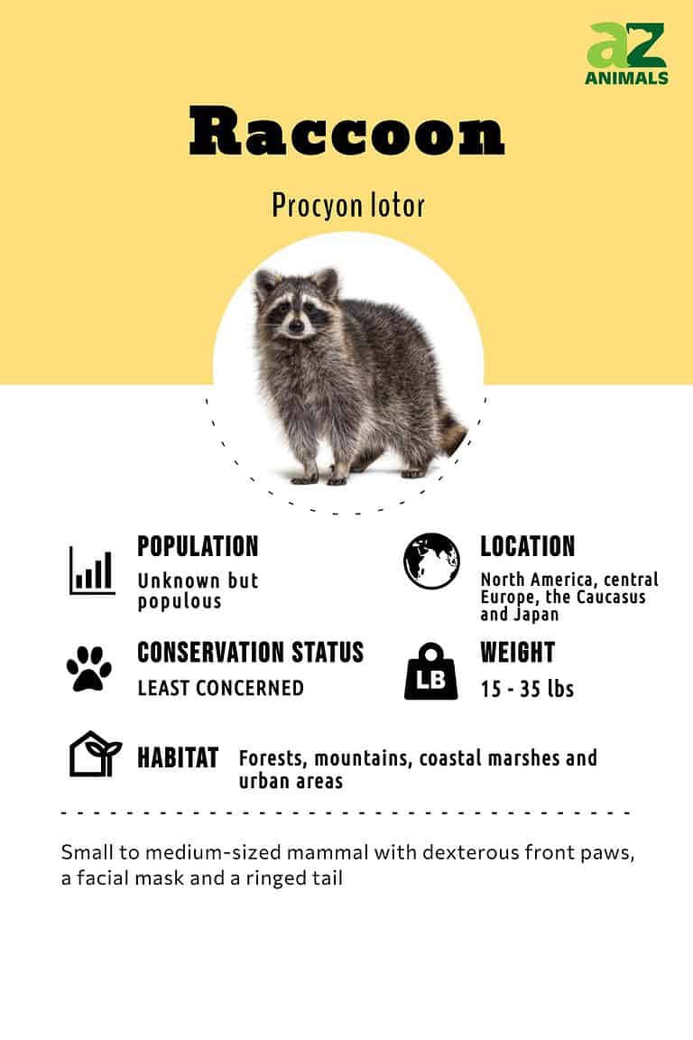 Raccoon Animal Facts - Procyon lotor - A-Z Animals