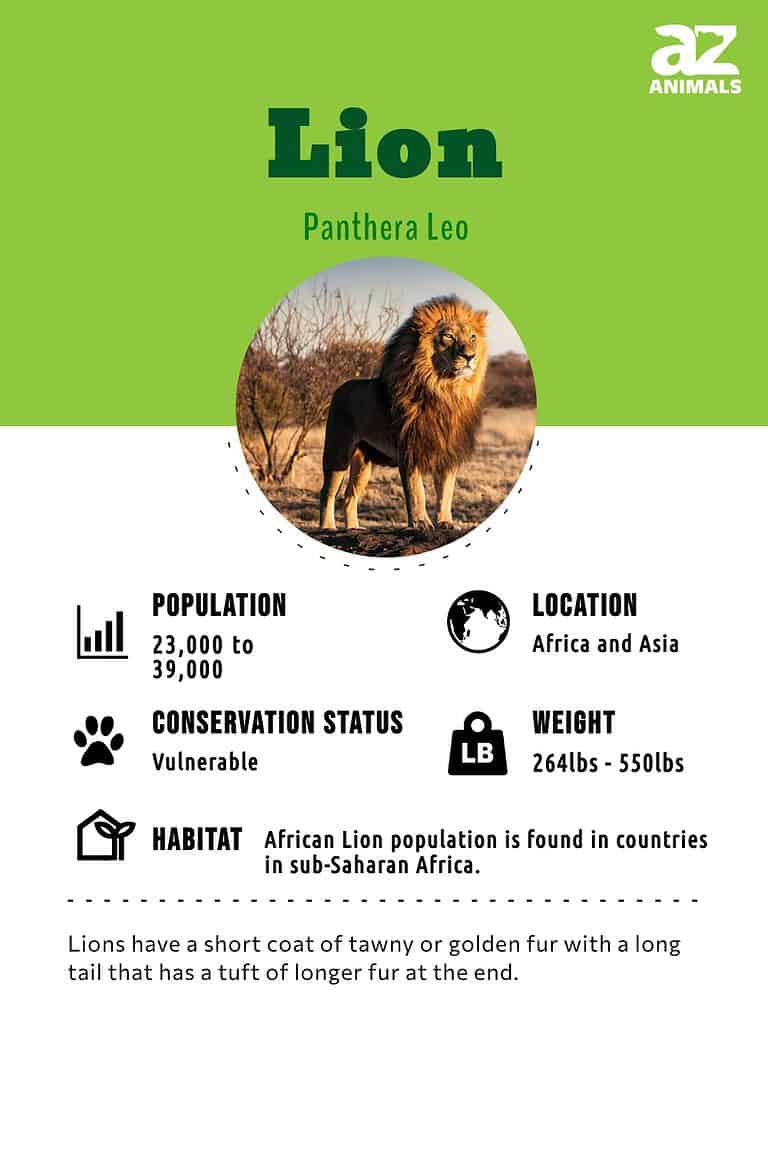 Lion Animal Facts - Panthera leo - A-Z Animals