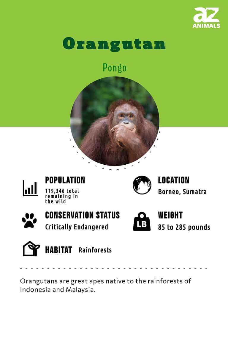 Orangutan Animal Facts - Pongo - A-Z Animals