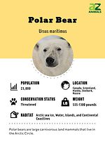 Polar Bear Animal Facts - Ursus maritimus - A-Z Animals
