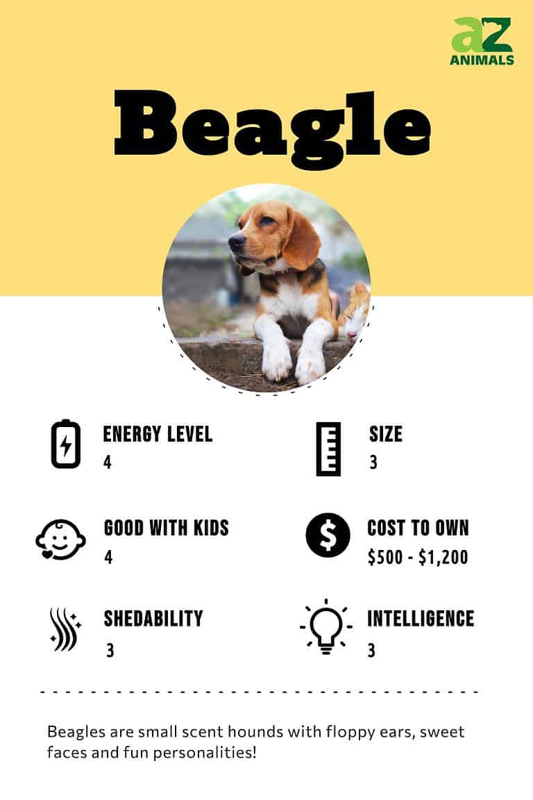 Beagle Dog Breed Complete Guide - A-Z Animals