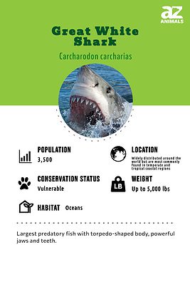 Great White Shark Fish Facts - Carcharodon carcharias - A-Z Animals