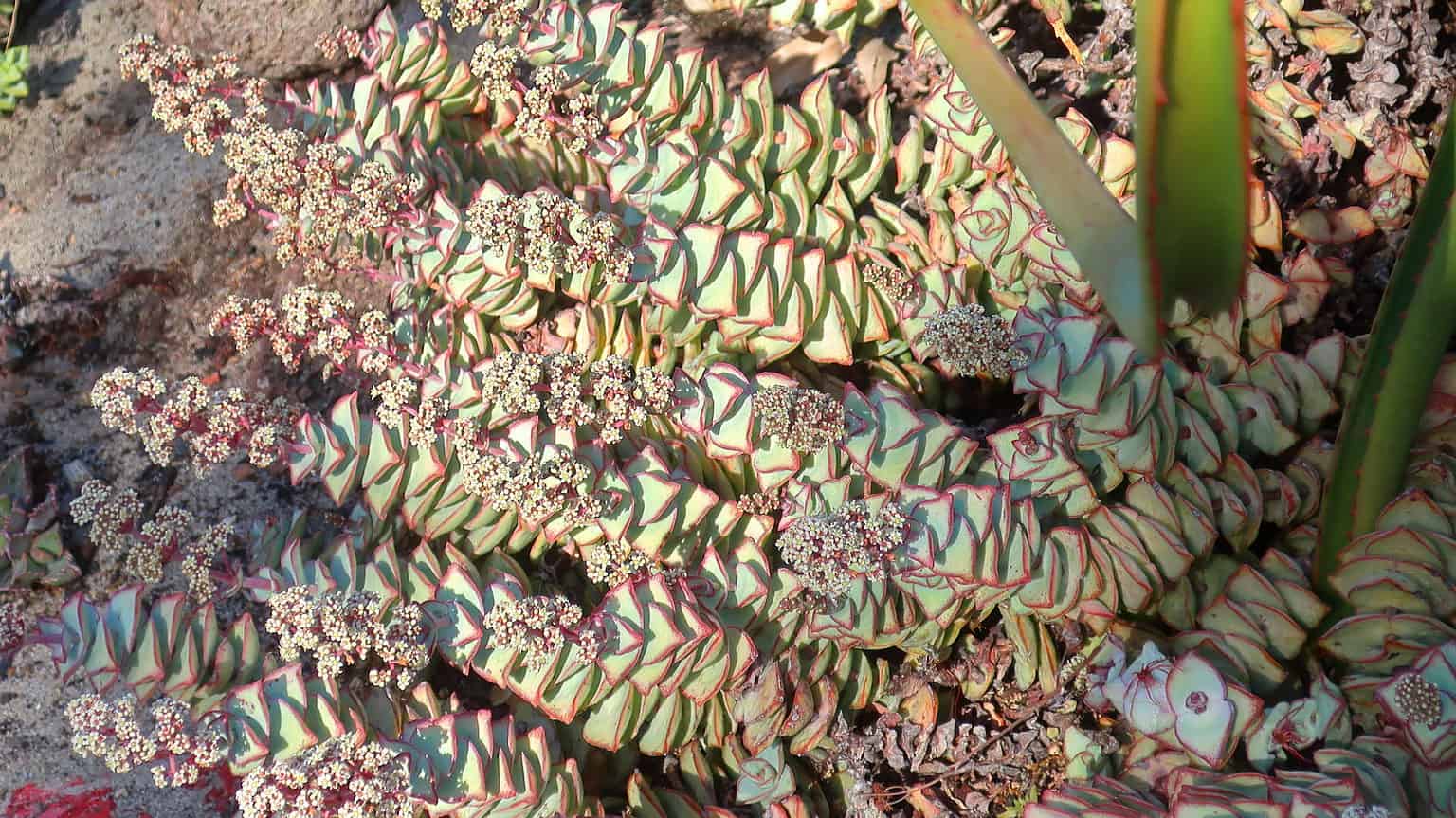 9 Types Of Pink Succulents - A-Z Animals