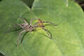 Cane Spider - A-Z Animals