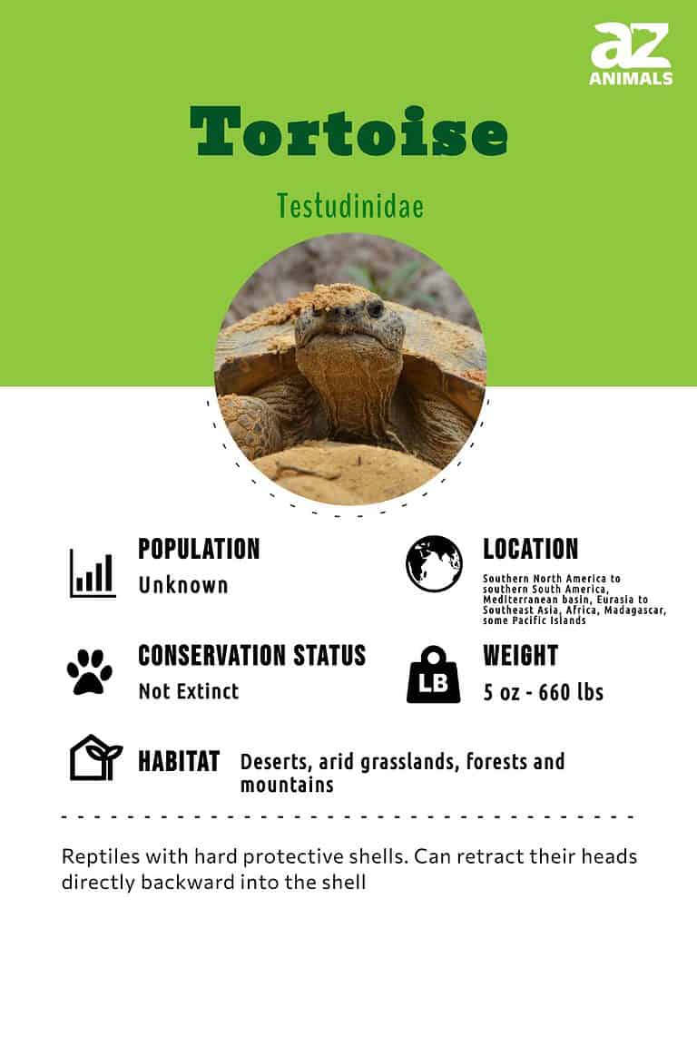 Tortoise Animal Facts - A-Z Animals