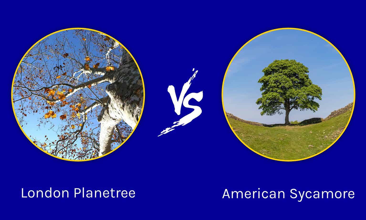 London Planetree vs. Sycamore: What Is the Difference? - A-Z Animals
